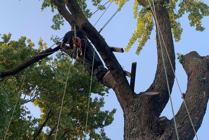 Eddy Tree Service | Expert Landscaping & Tree Care in VA, MD, NC & PA ...